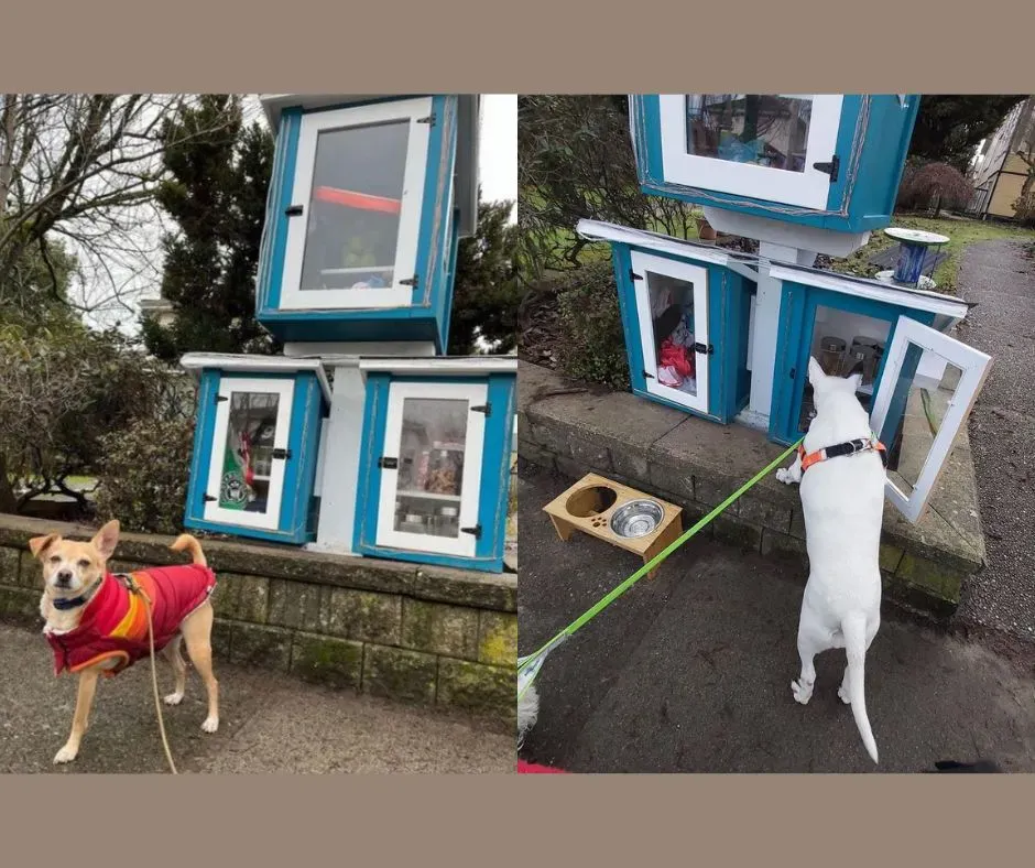 “Dog Library” in Vancouver Offers Free Dog Supplies, Delights the Local ...