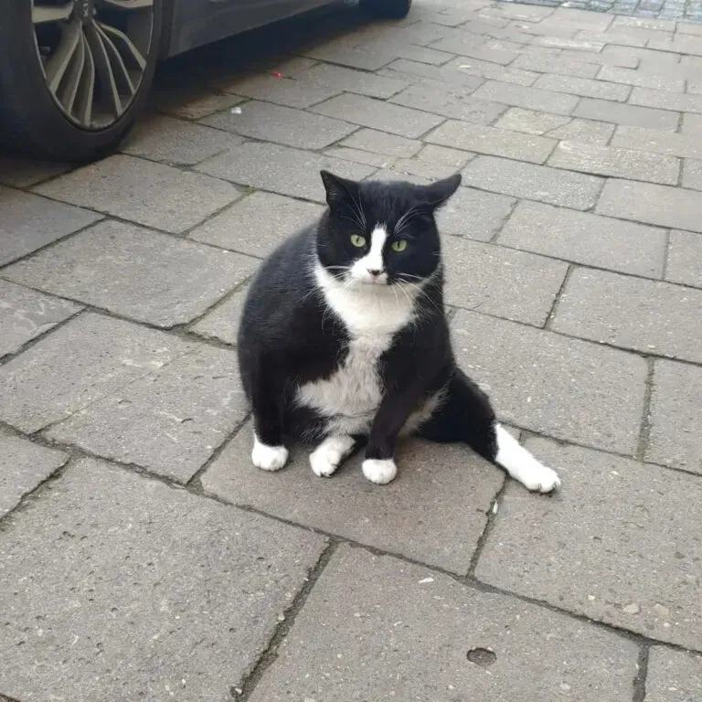 King of Kaszubska: Gacek The Chonky Feline Becomes Polish City’s ...