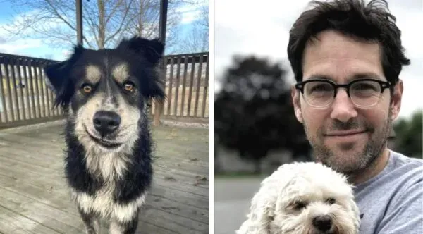 Pawl Ruff the Shelter Dog Hoping to Get Adopted by his Look-alike Paul ...