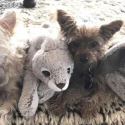 Steven Tyler Pets - Celebrity Pets