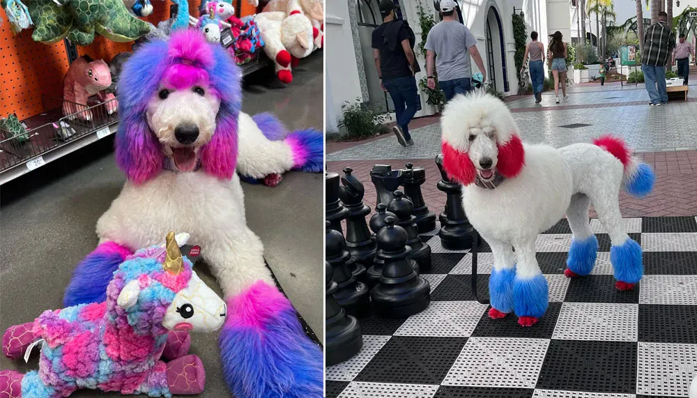 Half Unicorn, Half Poodle? Interview with Zoe from Muse Dog Spa ...