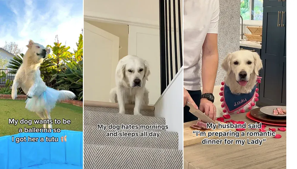 A “Grumpy” Morning with Lady: The Golden Retriever Giving Serotonin ...