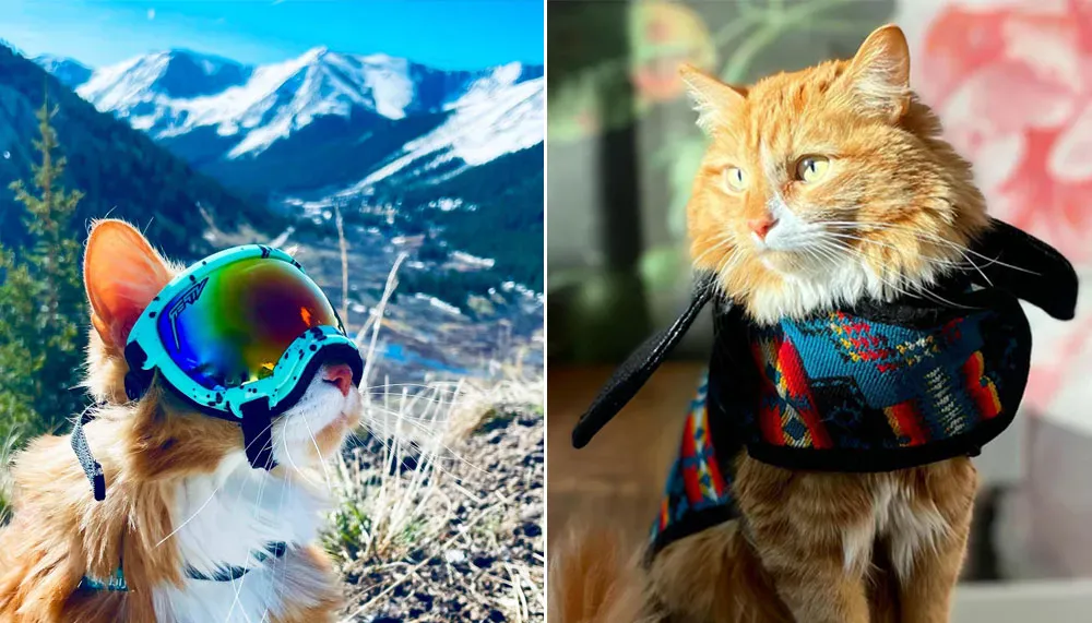 Liebchen’s Journey: The Adventure Cat Breaking Stereotypes and ...
