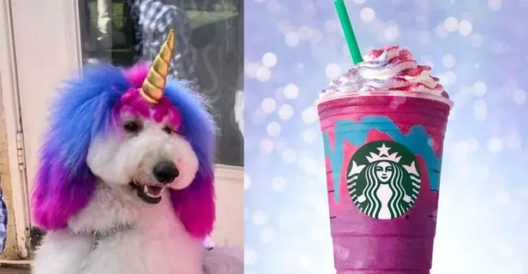 Half Unicorn, Half Poodle? Interview with Zoe from Muse Dog Spa ...