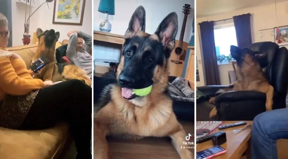 Classical Canine: Meet Athos the Opera-Singing German Shepherd ...