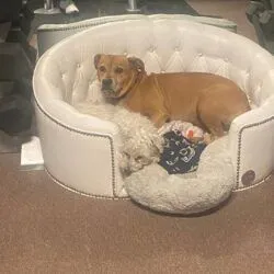 Danny Trejo Pets - Celebrity Pets