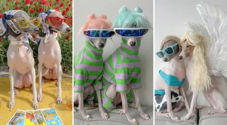 Ghost and Wren are Greyhound Siblings Living a Fashion Fairy Tale ...