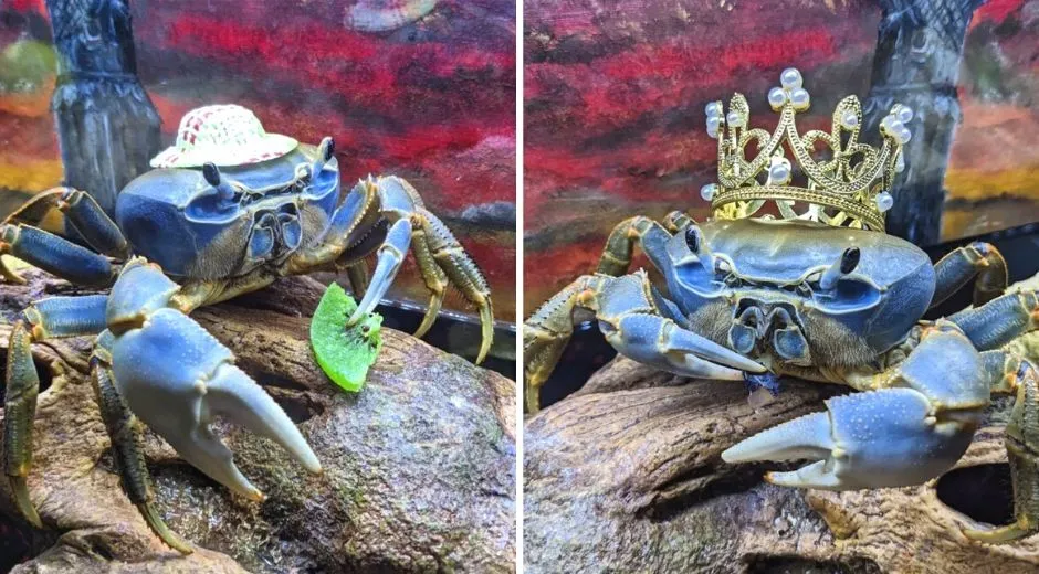 Howie the Crab is the Celebrity Crustacean you Need to Follow ...