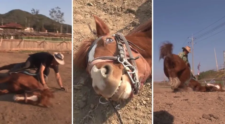 Jingang the Lazy Horse Plays Dead to Avoid Work - Celebrity Pets