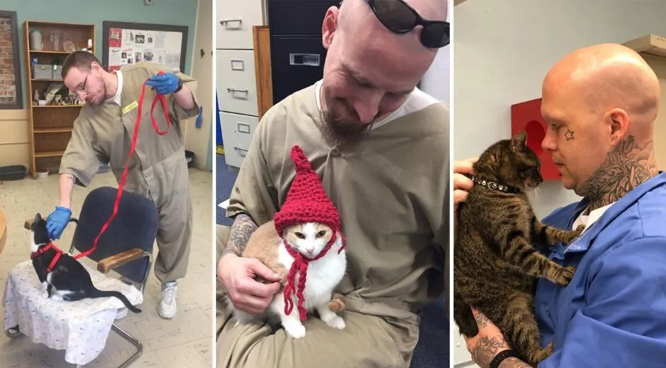 These Shelter Cats Were Sent to Prison! (For Therapeutic Purposes ...