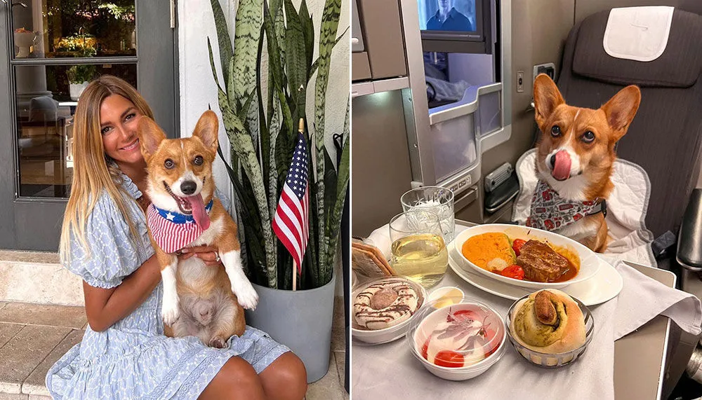 Corgi on the Go: Worldwide Winston’s International Adventures ...