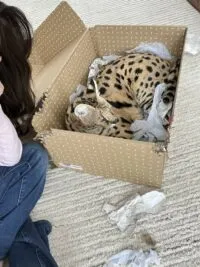 Interview With Chloe The Serval The Story Of A Huge House Cat With A