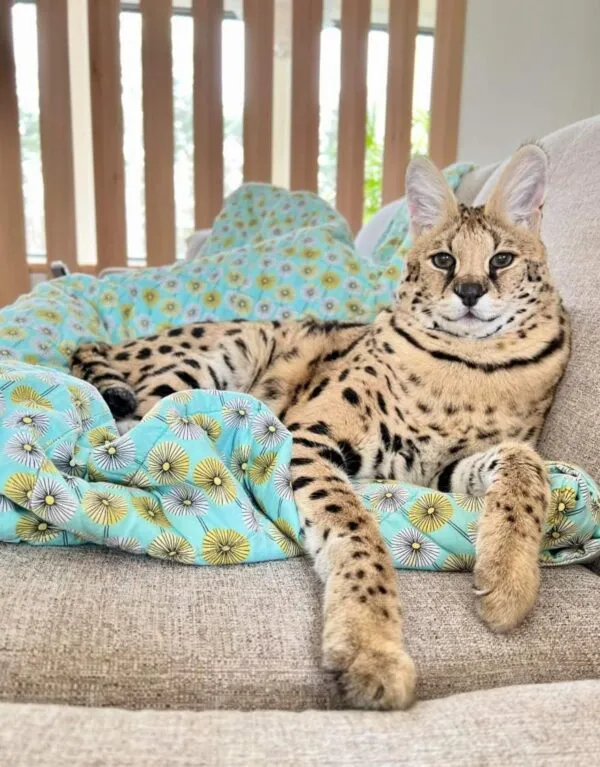 Interview With Chloe The Serval The Story Of A Huge House Cat With A