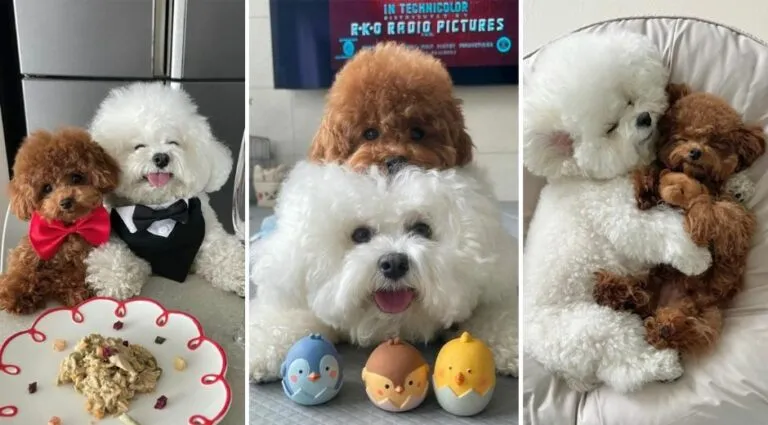 Ham Arang the Bichon Frise Makes the Funniest Faces (@arang2o_o ...