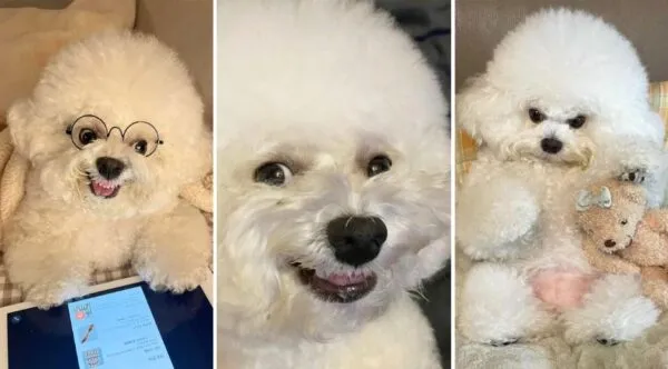 Ham Arang the Bichon Frise Makes the Funniest Faces (@arang2o_o ...