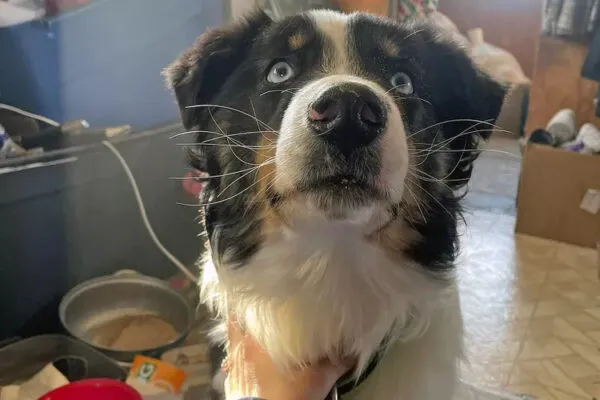 The Incredible Journey of Nanuq, the Australian Shepherd who Crossed ...