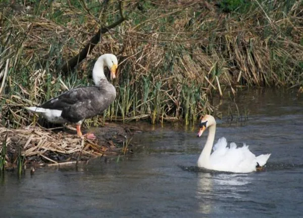 The Story of Thomas the Blind Bisexual Goose Who Became an ...