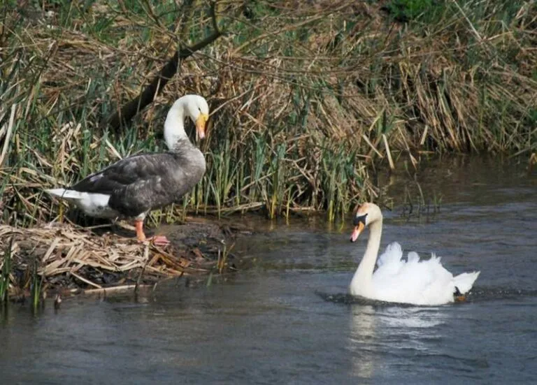 The Story of Thomas the Blind Bisexual Goose Who Became an ...