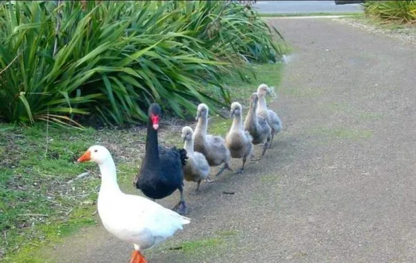 The Story of Thomas the Blind Bisexual Goose Who Became an ...