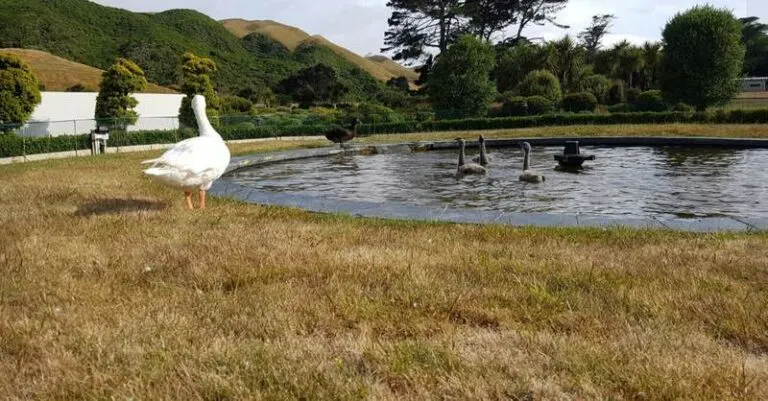 The Story of Thomas the Blind Bisexual Goose Who Became an ...