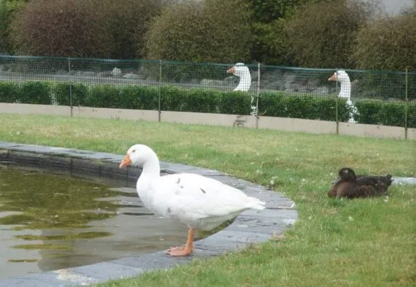 The Story of Thomas the Blind Bisexual Goose Who Became an ...