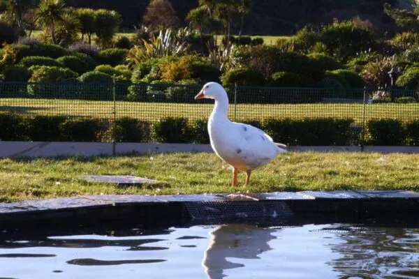 The Story of Thomas the Blind Bisexual Goose Who Became an ...