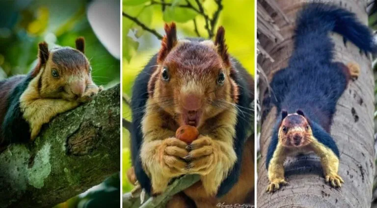 This is the World’s Most Stylish Squirrel - Celebrity Pets