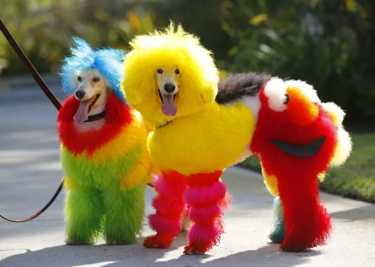 Furry Fashionistas: The Wild World of Competitive Dog Grooming ...