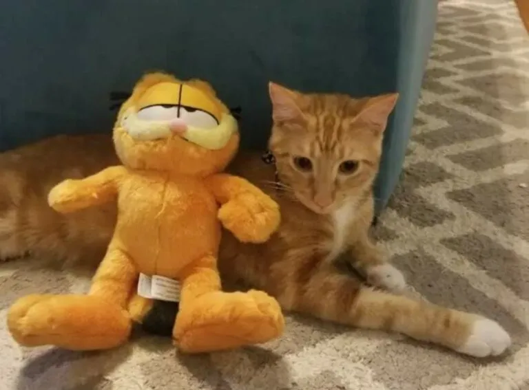 Mom’s Poster Looking to Borrow a Garfield Lookalike Cat for Her ...