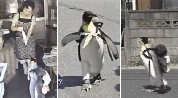 The Story of Lala, the Rescued Penguin in Japan That Would Go Grocery ...