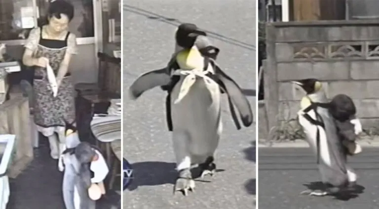 The Story of Lala, the Rescued Penguin in Japan That Would Go Grocery ...