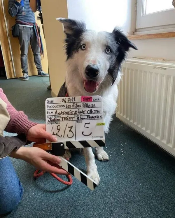 Palm Dog Awards 2023: Meet Messi, the Canine Actor Who Won at the ...