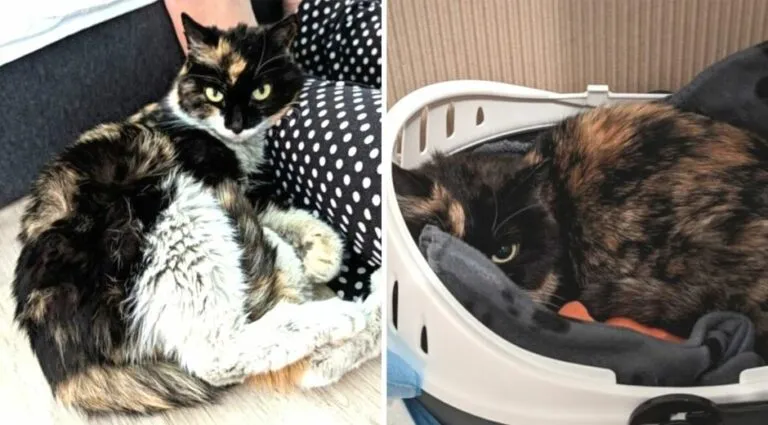 Cat Mysteriously Mailed from China to Canada – Named “Precious Cargo ...