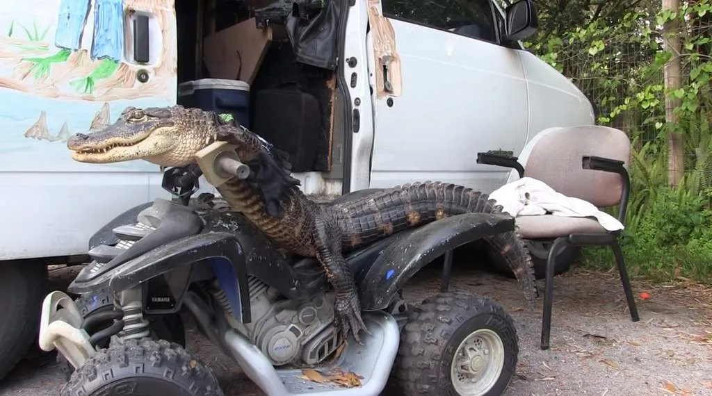 Meet Rambo, the Leather Jacket Wearing, ATV Riding Alligator ...