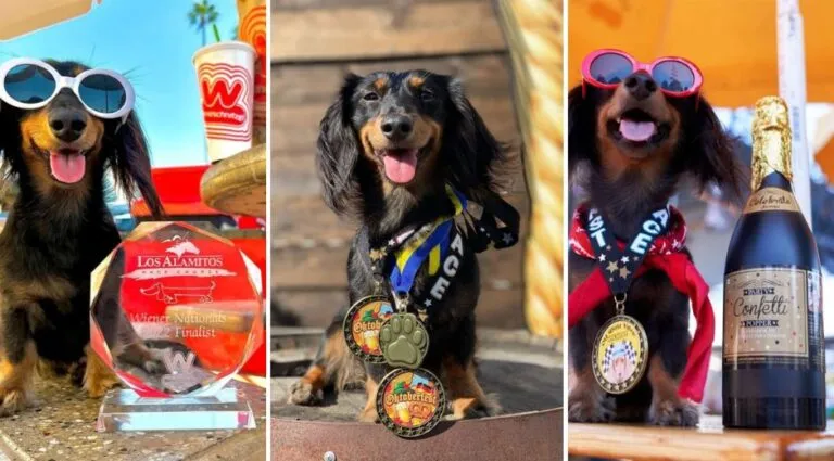 Rowdy Dachshund is the Official Skateboarding Sausage Dog of Summer ...