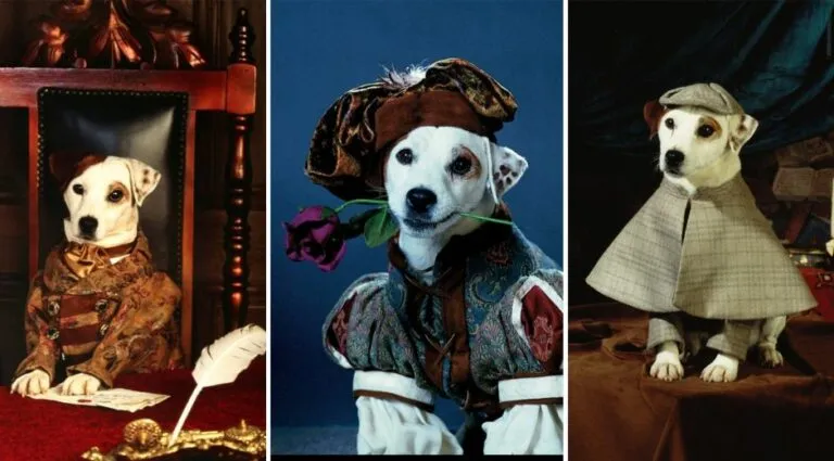 The Story of Soccer, the Dog Actor That Played Wishbone - Celebrity Pets