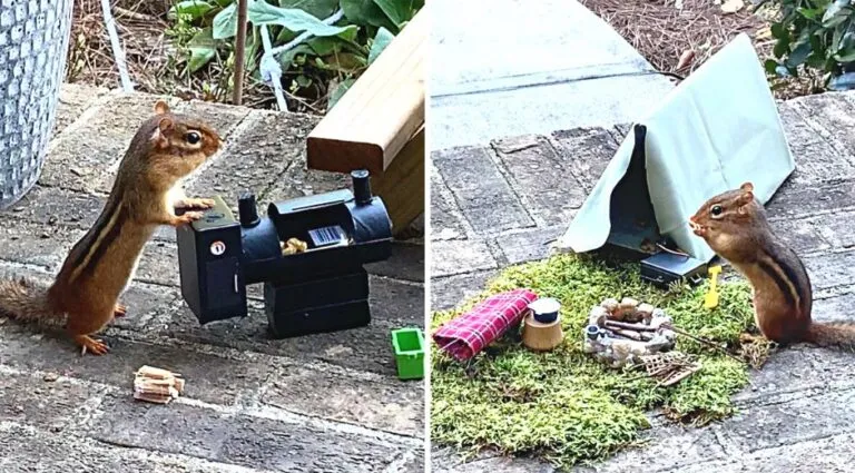 Food Writer Opens Tiny Restaurant for Chipmunks - Celebrity Pets