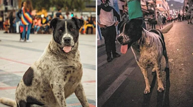 El Vaquita: The Chilean Street Dog Turned Furry Freedom Fighter ...