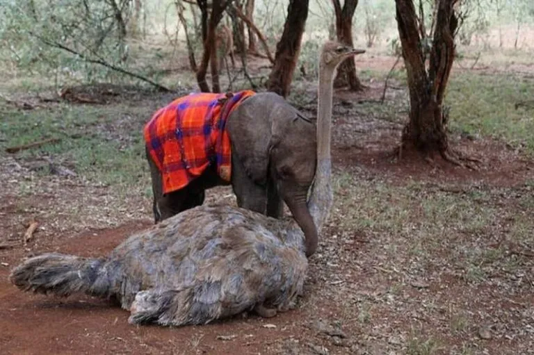 The Story of Jotto and Pea: The Baby Elephant and Ostrich Orphans That ...