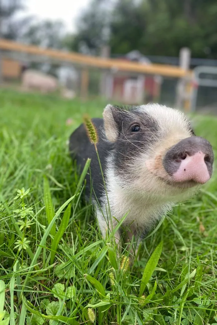 The Tale of Sparky, the Brave Rescue Pig, and his Feline Bestie ...
