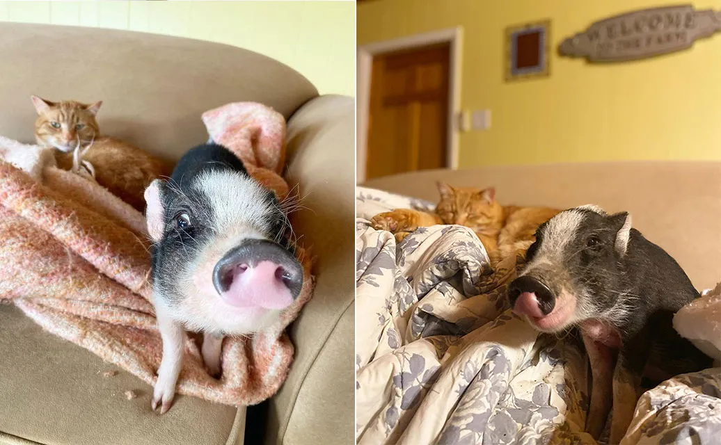 The Tale of Sparky, the Brave Rescue Pig, and his Feline Bestie ...