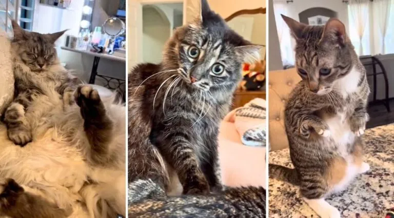 The Antics of Ivar the Incredible Blind Cat and His Special Needs Fur ...