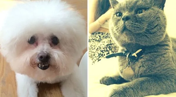 The Little Mermaid 2023: Meet the Pets of the Cast - Celebrity Pets