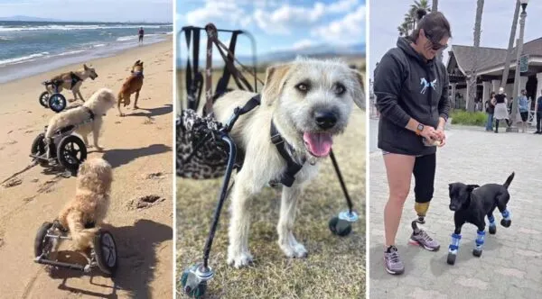 The Unstoppable Dogs: A Canine Biker Gang That Triumphed Over Tragedy ...