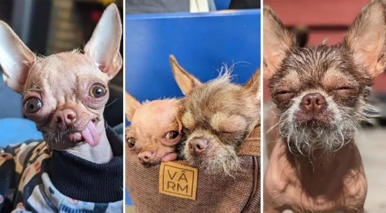 Alma & Hermine Are Two Chihuahua-Chinese Crested Mix Dogs That Will ...