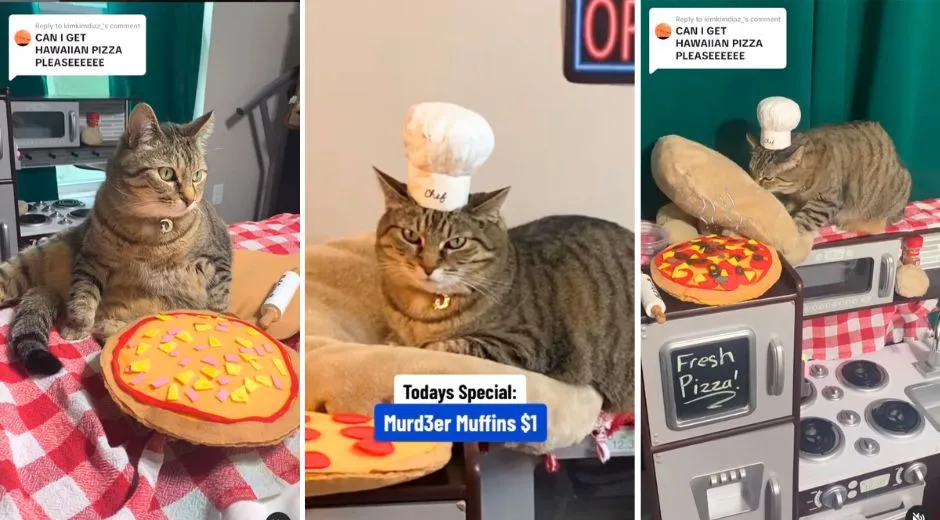 Chef Gary the Cat Turned Her Kneading Hobby Into a Successful Baking ...