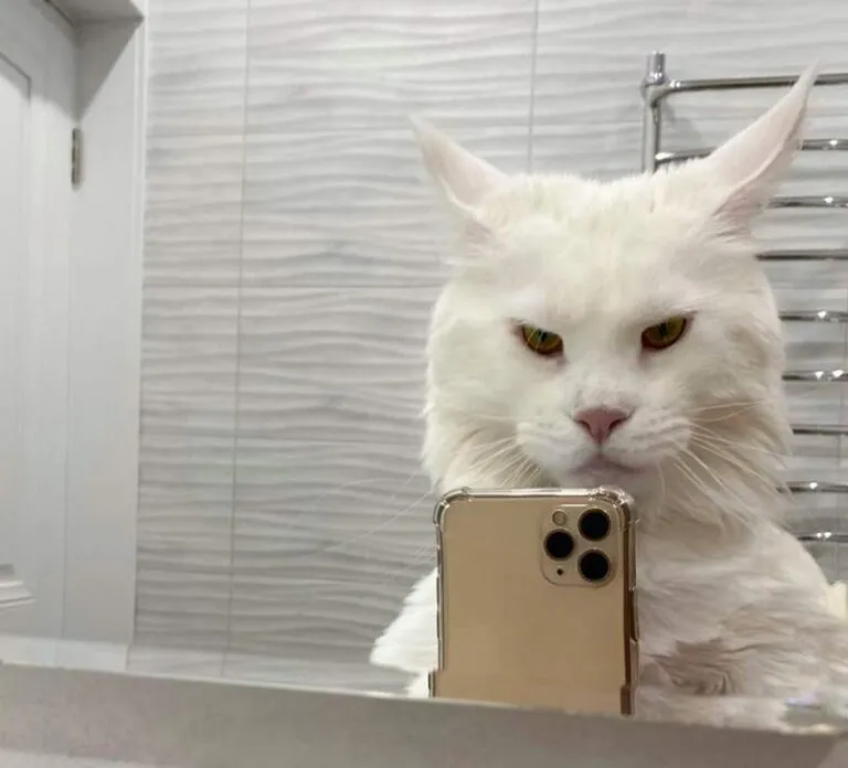 Kefir the Maine Coon Is as Big as His Human Sibling (@yuliyamnn ...