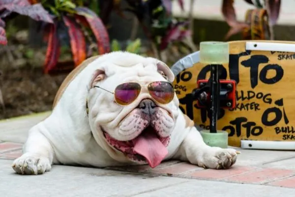 How Otto the Skateboarding Bulldog Set A Guinness World Record ...