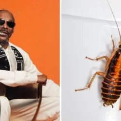 Snoop Dogg Pets - Celebrity Pets