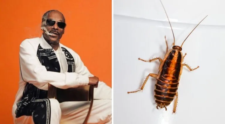 Snoop Dogg Had a Dollar Bill-Sized Pet Cockroach Name Gooch - Celebrity ...